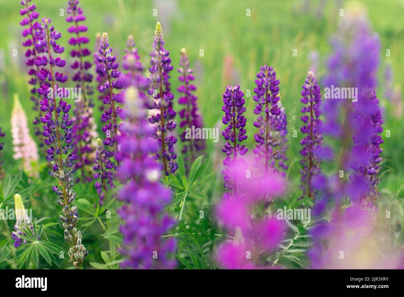 Flowers of wild plants Lupinus in a field among greenery. Front view ...