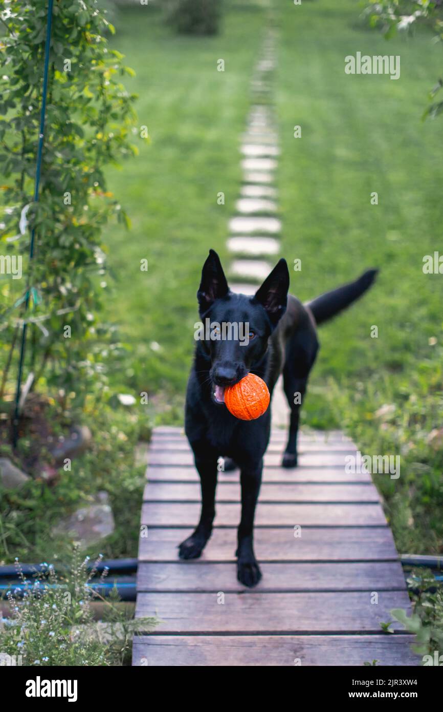 Catch a ball in the mouth hi-res stock photography and images - Alamy