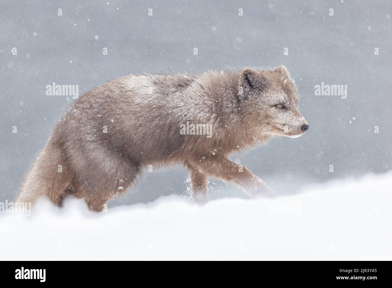 An arctic fox in the snow at Hornstrandir Nature Reserve, Iceland Stock ...