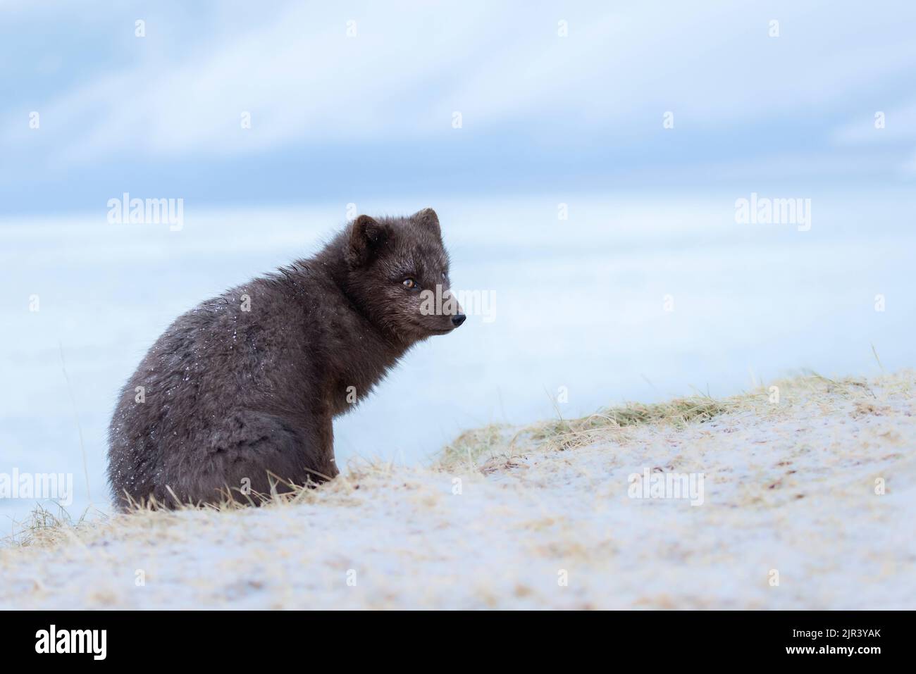 An arctic fox in the snow at Hornstrandir Nature Reserve, Iceland Stock ...