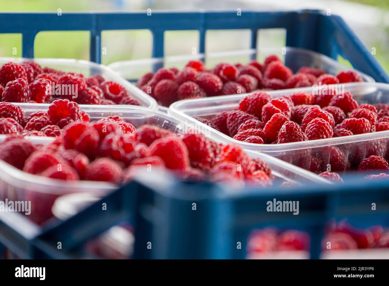 Raspberries in transparent plastic trays hi-res stock photography and ...