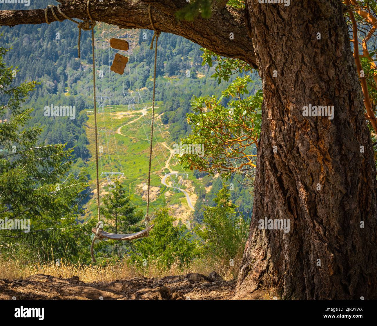 Swing on ropes under the big tree. Big tree with swing on a mountain in ...