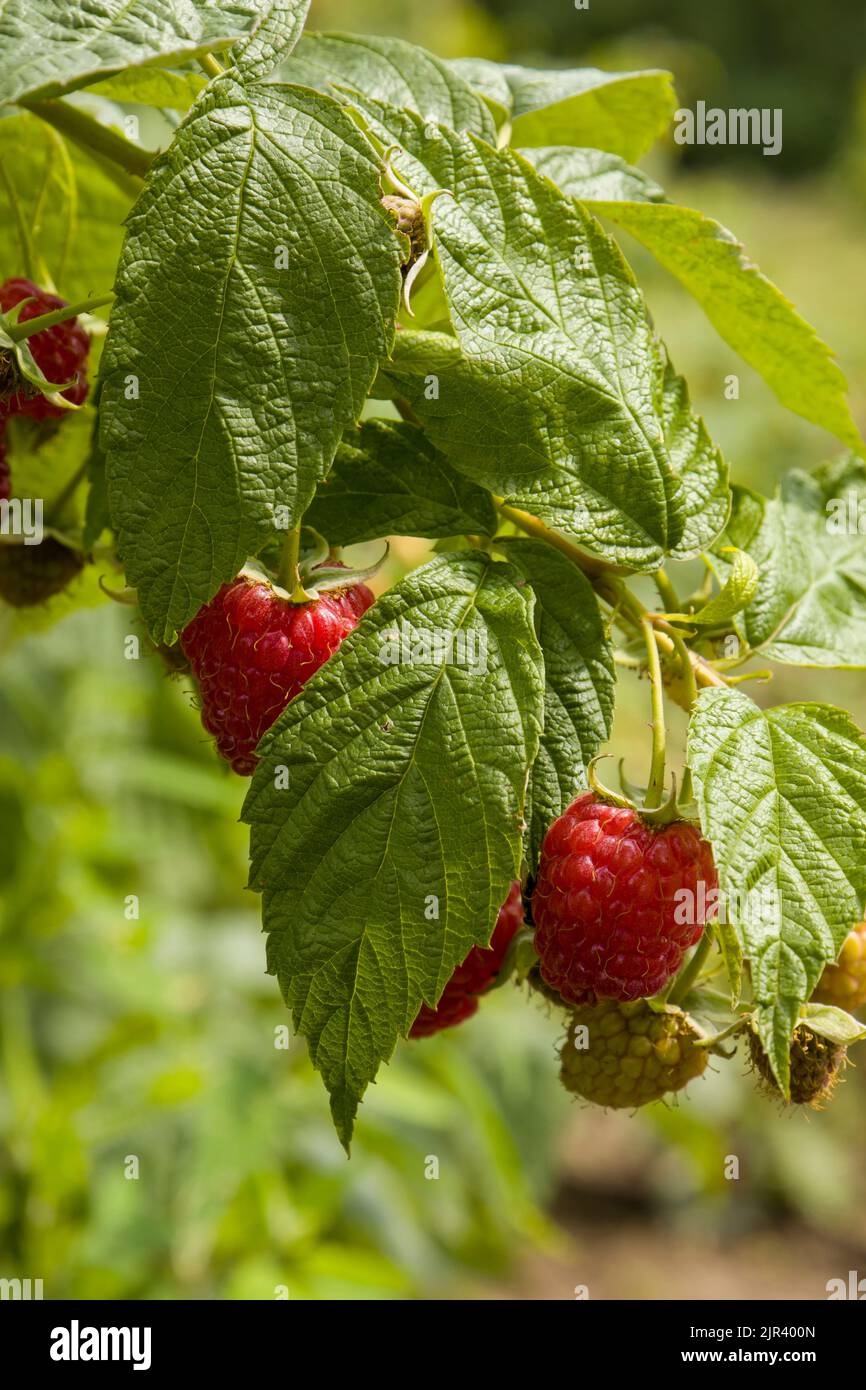Raspberry berries on a branch, selective focus Stock Photo - Alamy