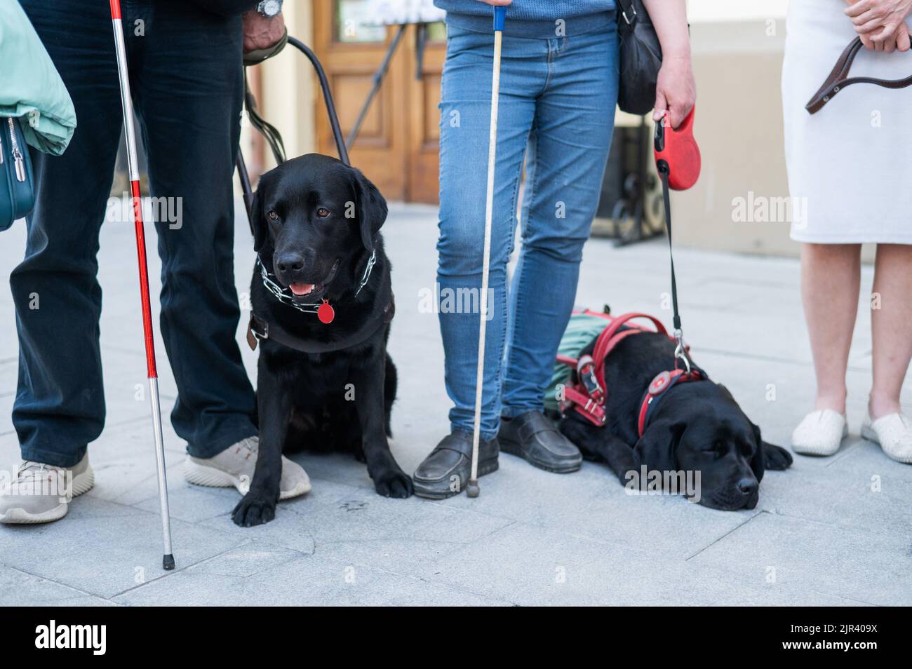 Black Labradors work as guide dogs for blind people Stock Photo - Alamy