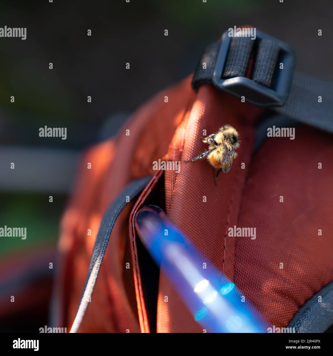 A cute yellow and black bee takes a rest on a hikers bag during a rest ...