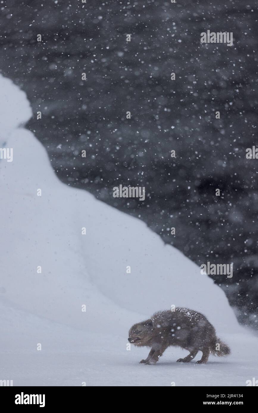 Vertical shot of furry polar fox wandering in Hornstrandir Nature ...