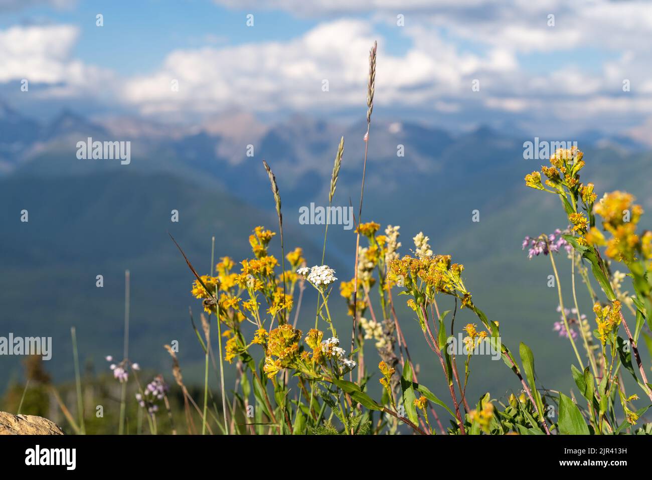 Wild flowers on top of Ousel Peak in Montana during a beautiful sunny ...
