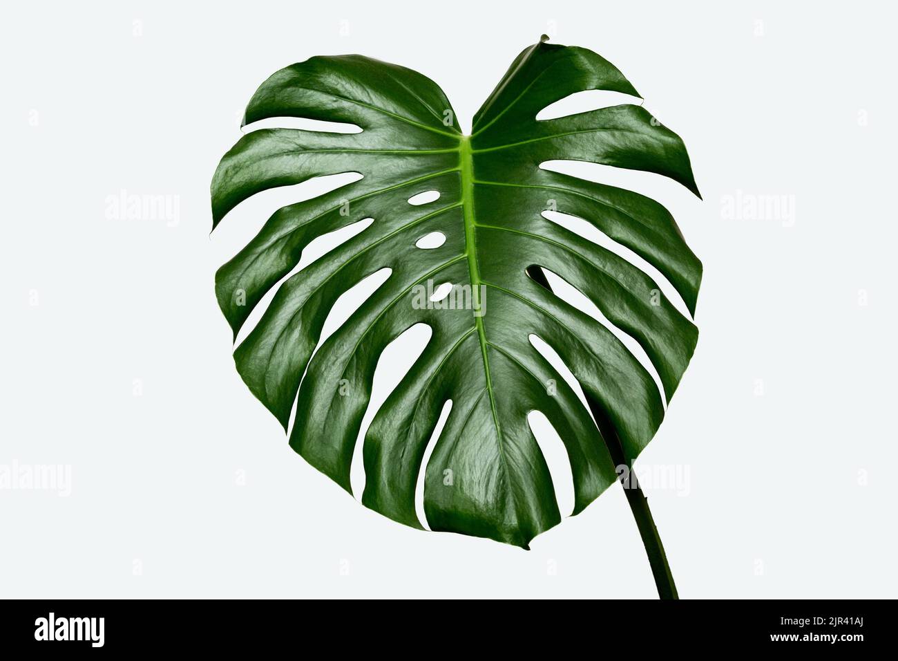 Beautiful monstera deliciosa hi-res stock photography and images - Alamy