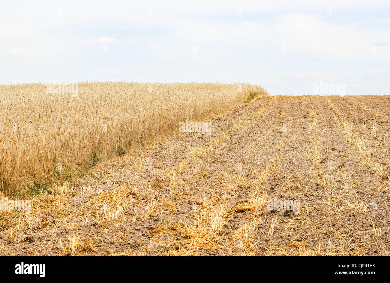 Dry ripe rye spicas of meadow field. Rural scenery, natural background ...