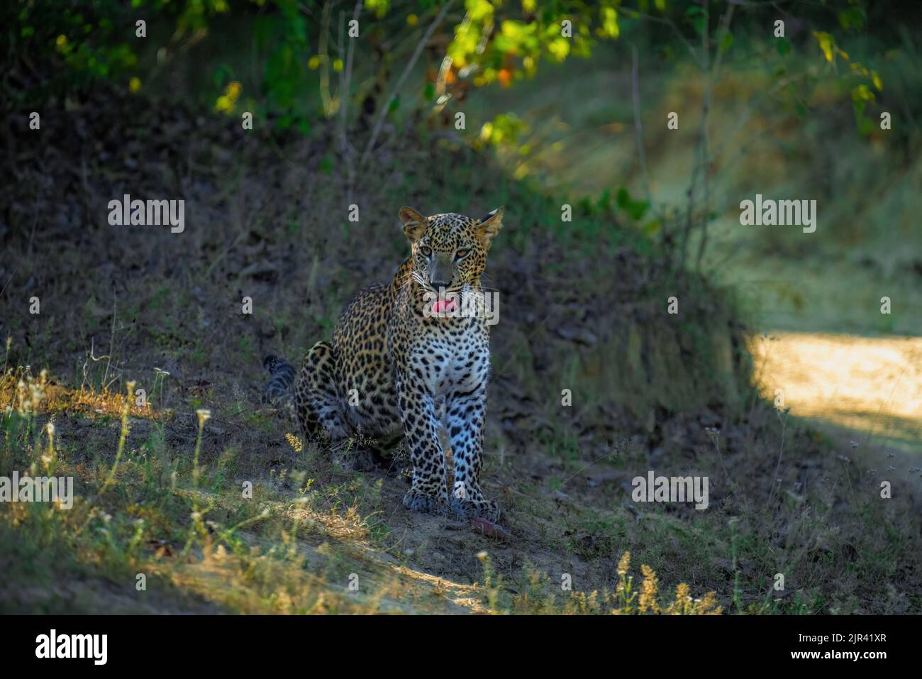 Big five of sri lanka hi-res stock photography and images - Alamy
