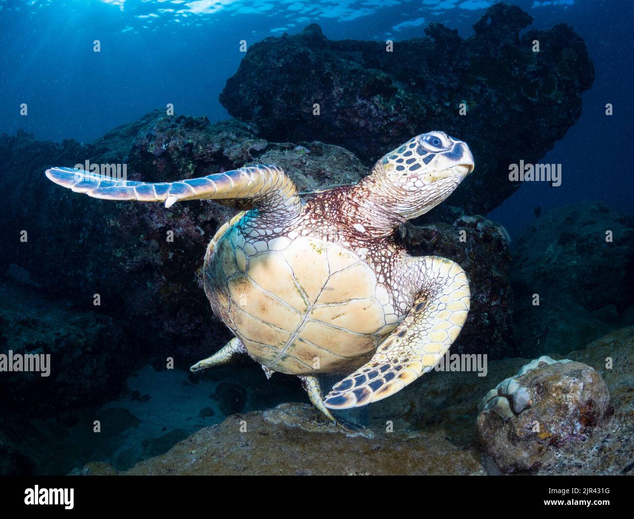 Sea turtle (Chelonia Midas) in flight on the north shore of Oahu Hawaii ...