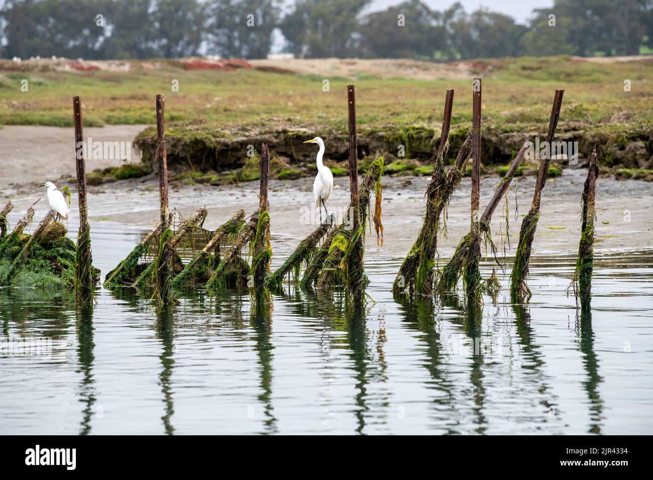Reflections in the Elkhorn Slough, Moss Landing, California 2022 Stock ...