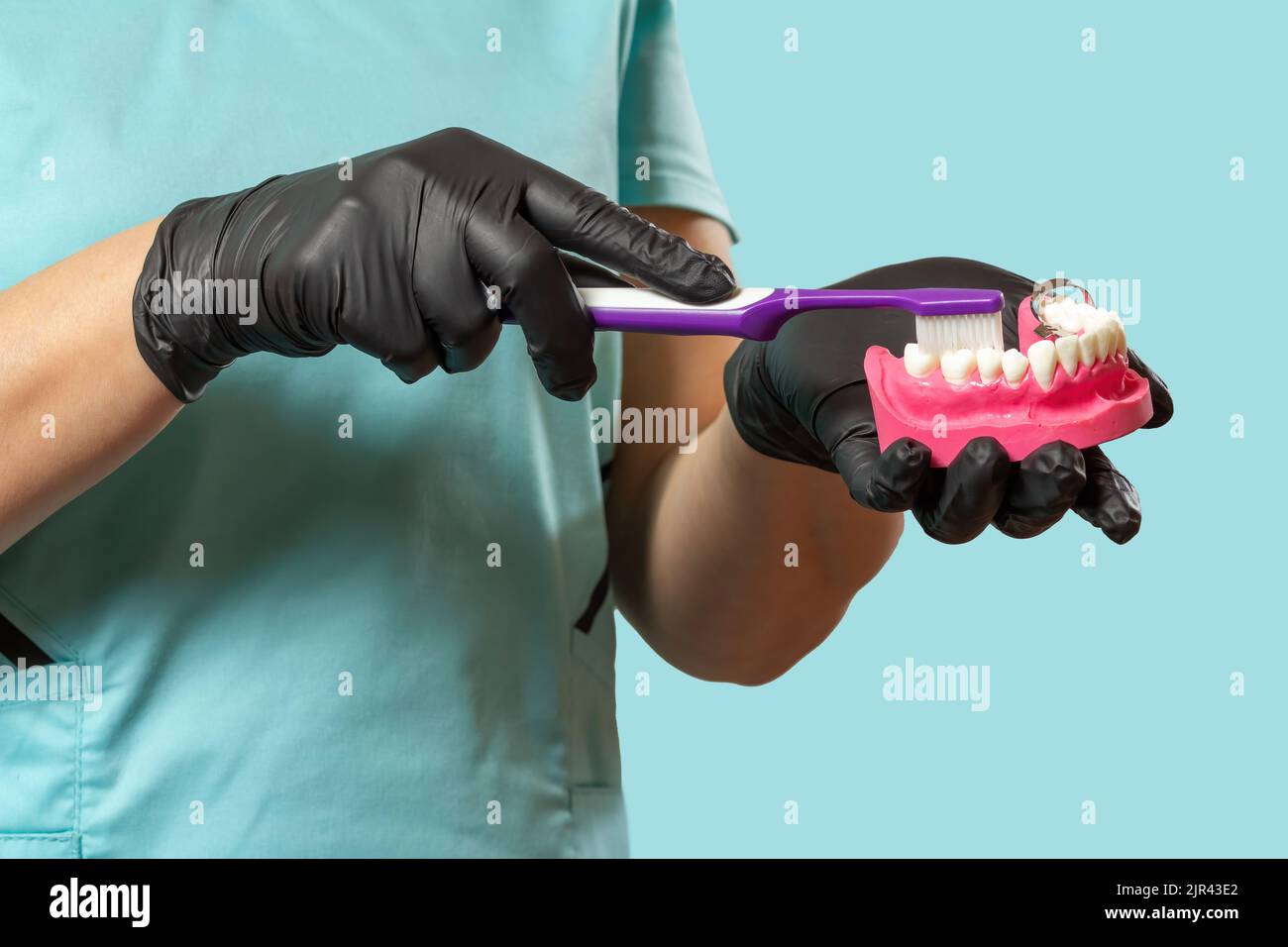 Dentist with toothbrush and layout of the human jaw Stock Photo - Alamy