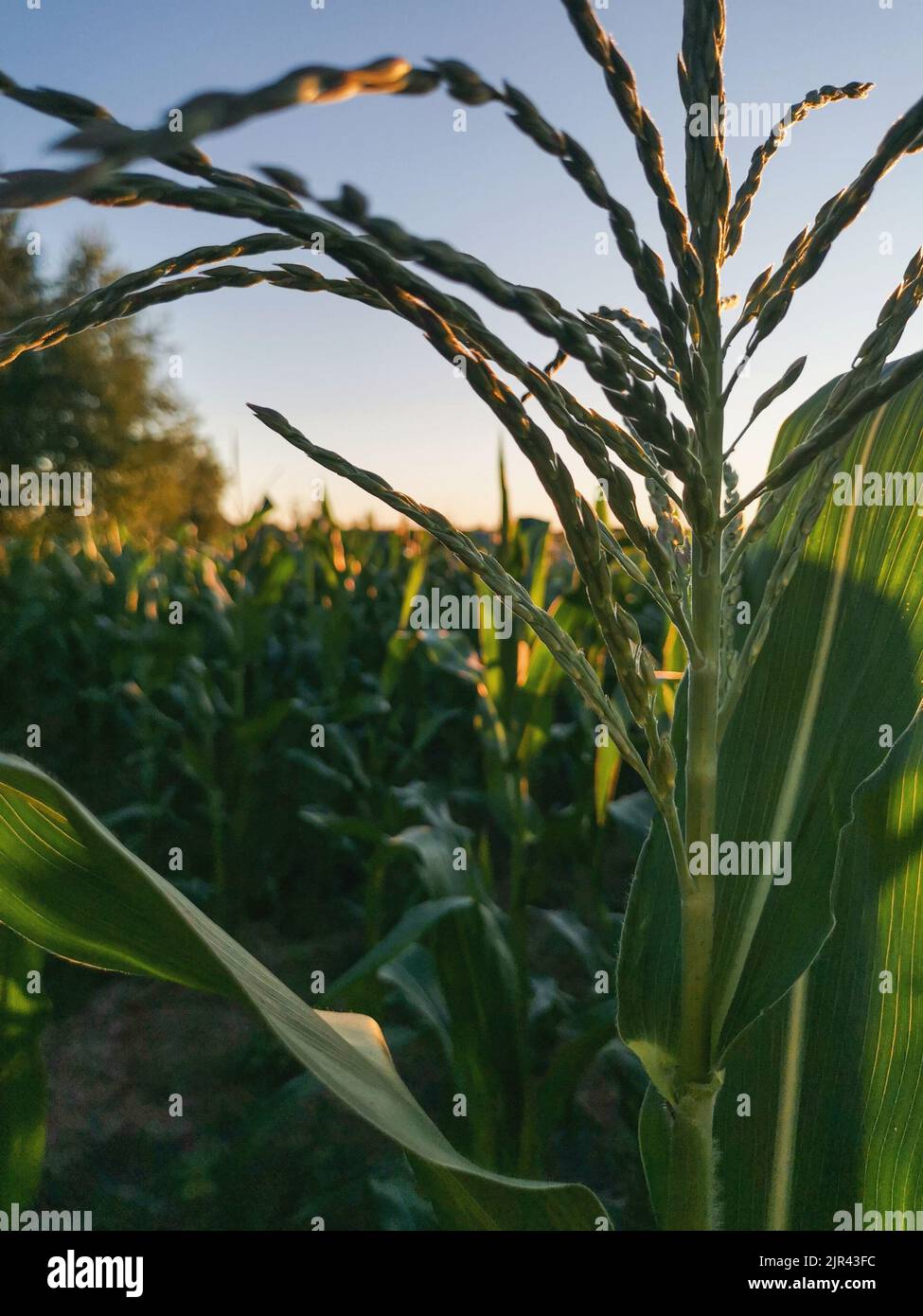 Green corn leaves sunset summer Stock Photo - Alamy