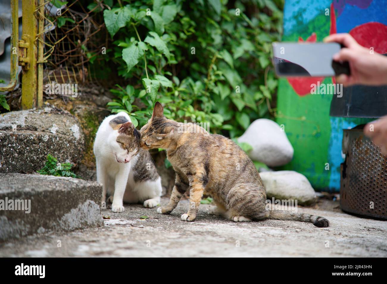 The two domestic cats playing outdoors while a hand takes pictures of ...