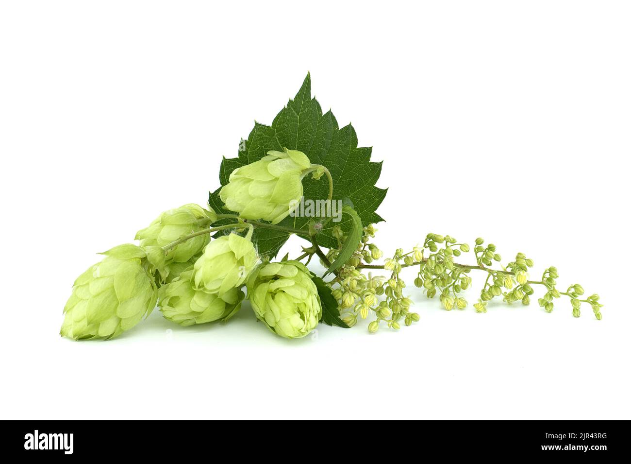 Hop cones and hop flowers on fresh green branch with leaf isolated on a ...