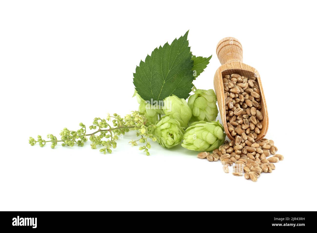 Sprig of green hops and hop flowers near to wheat grain seeds spilling ...