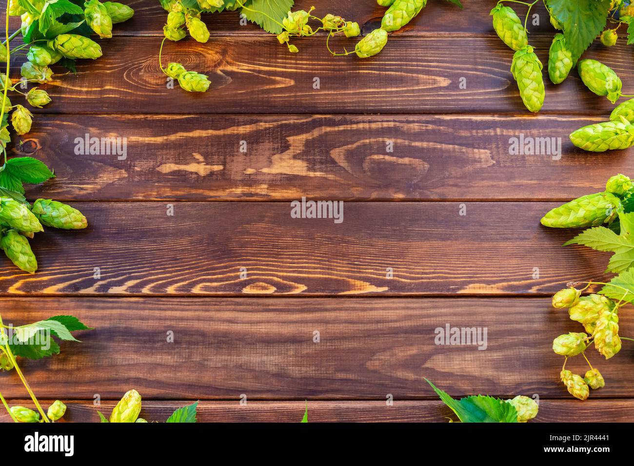 Border from green hop branches on dark rustic wooden background ...