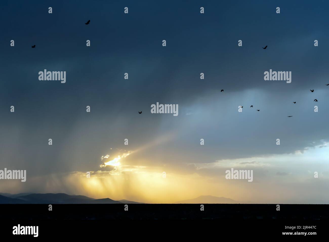 Crows in field summer hi-res stock photography and images - Alamy