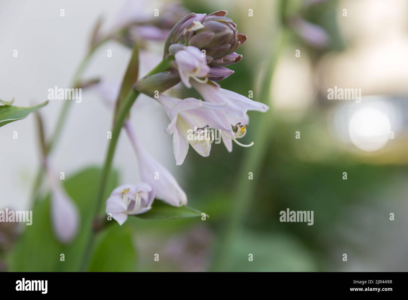 White hosta flower blooms in the park, beautiful summer light. Purple ...