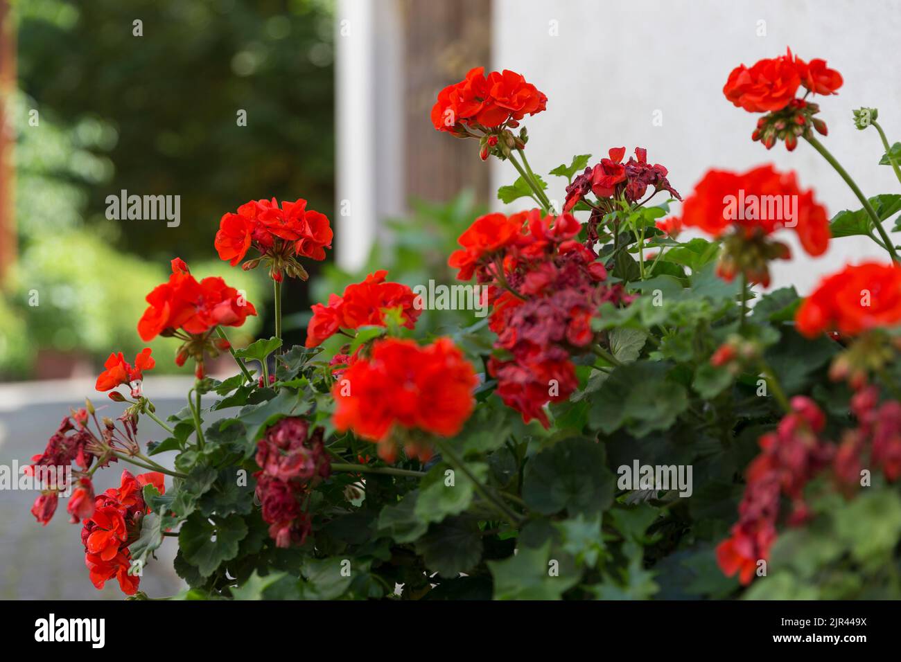 Red pelargoniums bloom en masse on the wall of the house, an example of ...