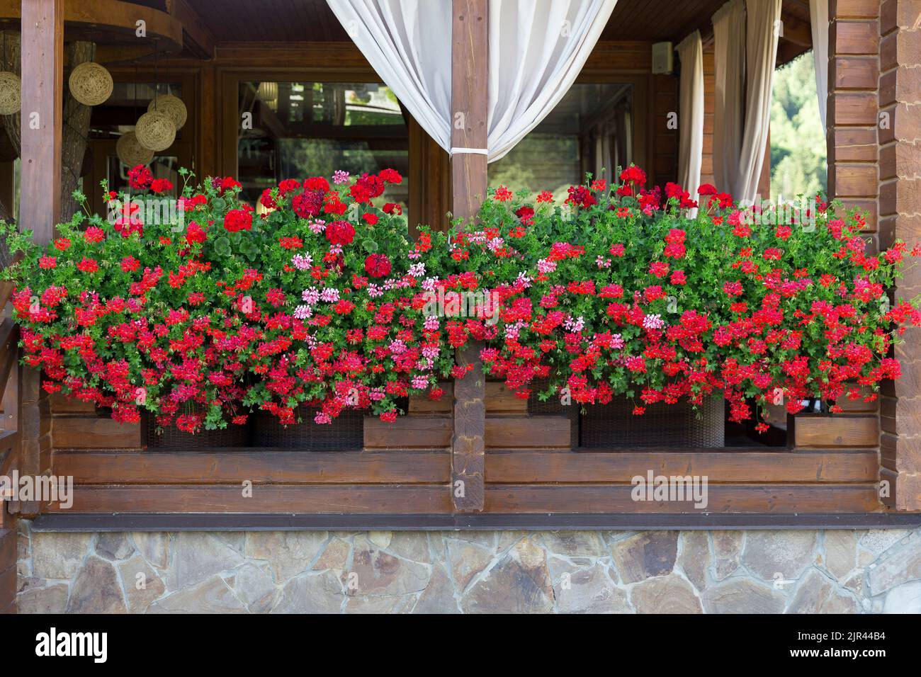 Red pelargoniums bloom en masse on the wall of the house, an example of ...