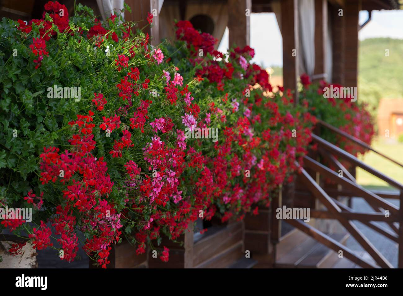 Red pelargoniums bloom en masse on the wall of the house, an example of ...