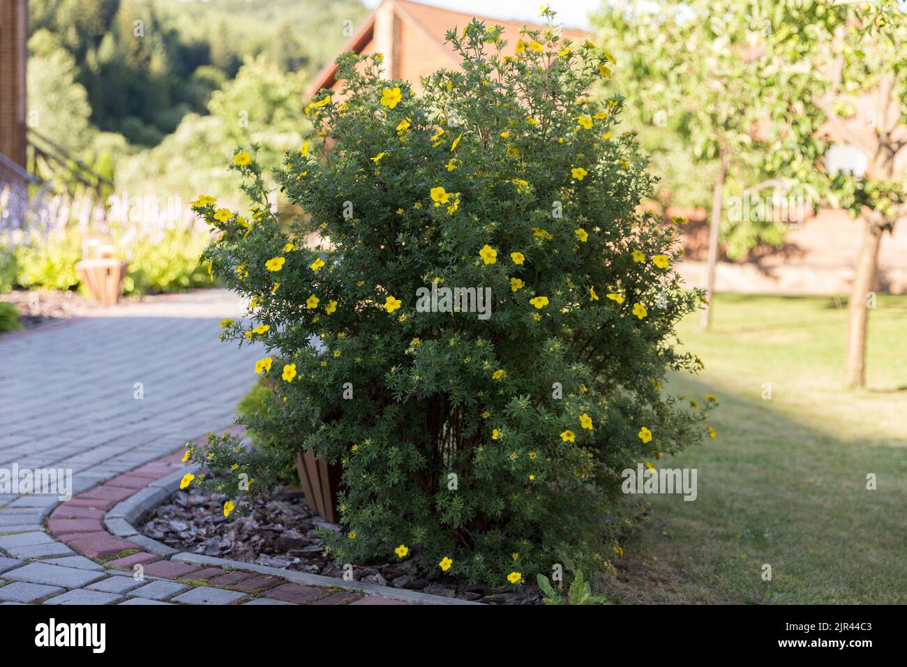 A flowering shrubby cinquefoil (Dasiphora fruticosa (syn. Potentilla ...
