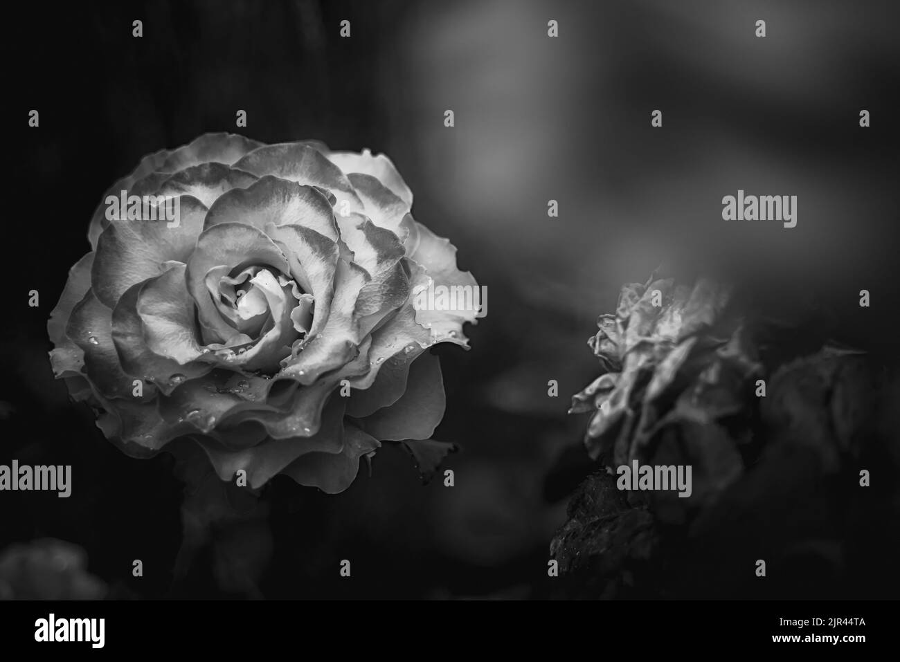 Rose flowers background Black and White Stock Photos & Images - Alamy