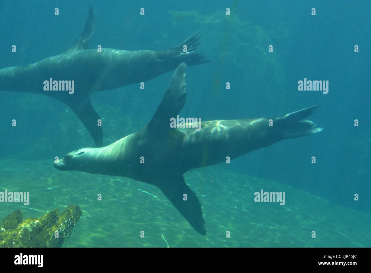 Pair of stellar sea lions swimming along under the waters surface Stock ...