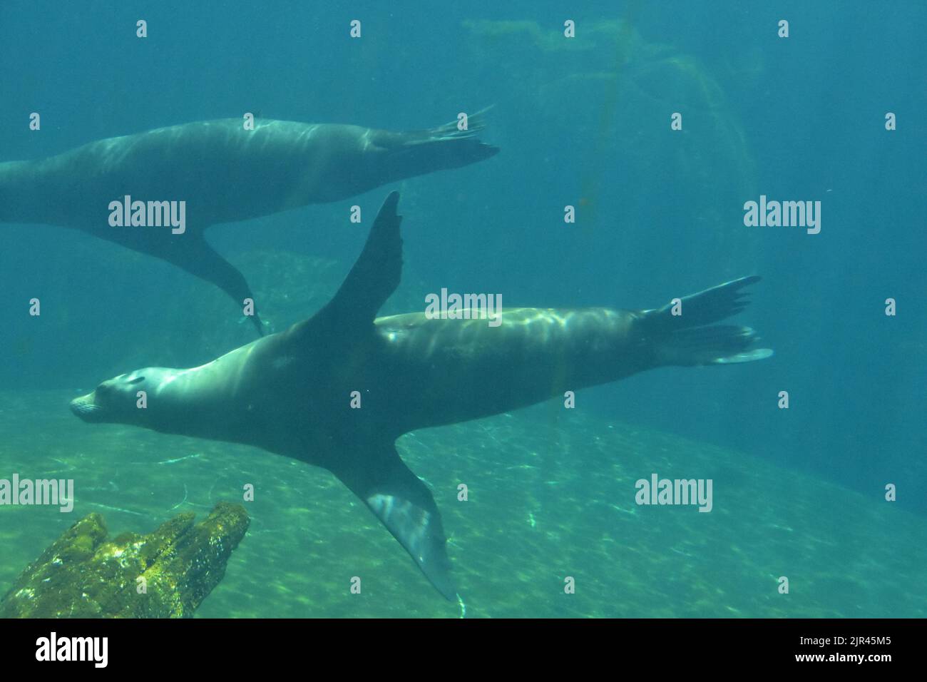 Pair of sea lions swimming along under the waters surface Stock Photo ...