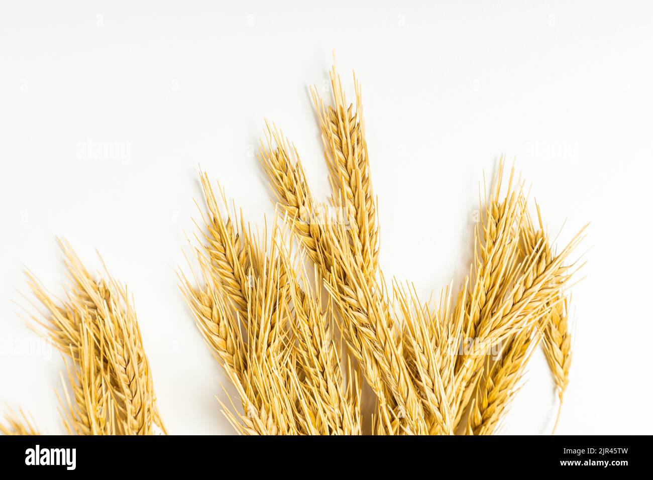 Seeds of ripe wheat on a white background. A whole crop of wheat germ ...