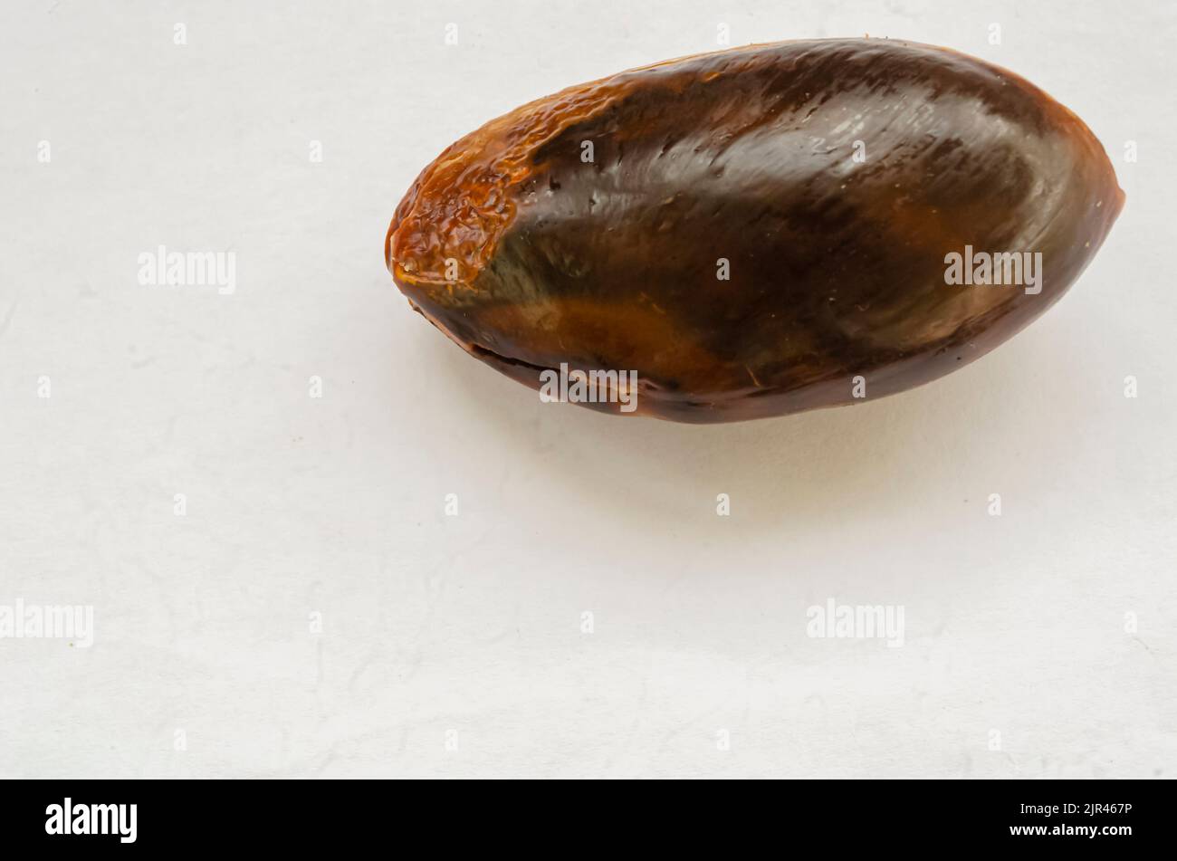 Mamey Sapote Seed Stock Photo - Alamy