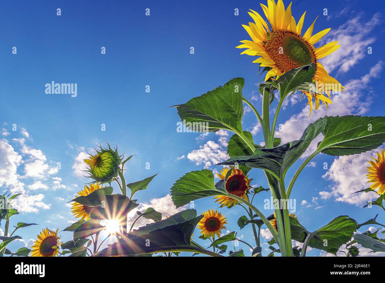 A picture of an advertisement for sunflower and vegetable oil ...