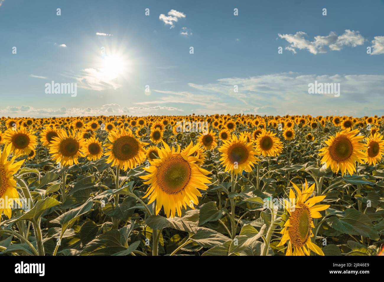 A picture of an advertisement for sunflower and vegetable oil ...
