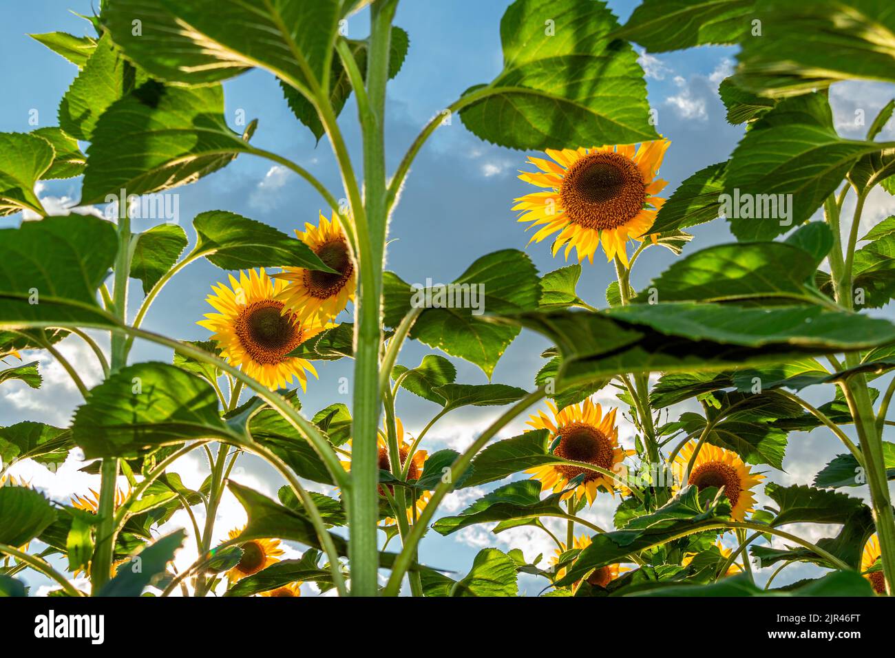A picture of an advertisement for sunflower and vegetable oil ...