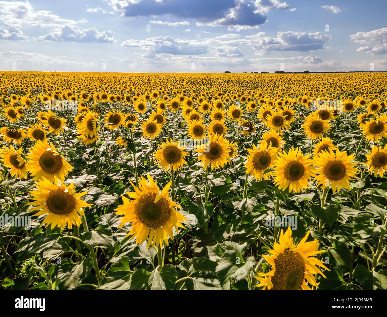 A picture of an advertisement for sunflower and vegetable oil ...