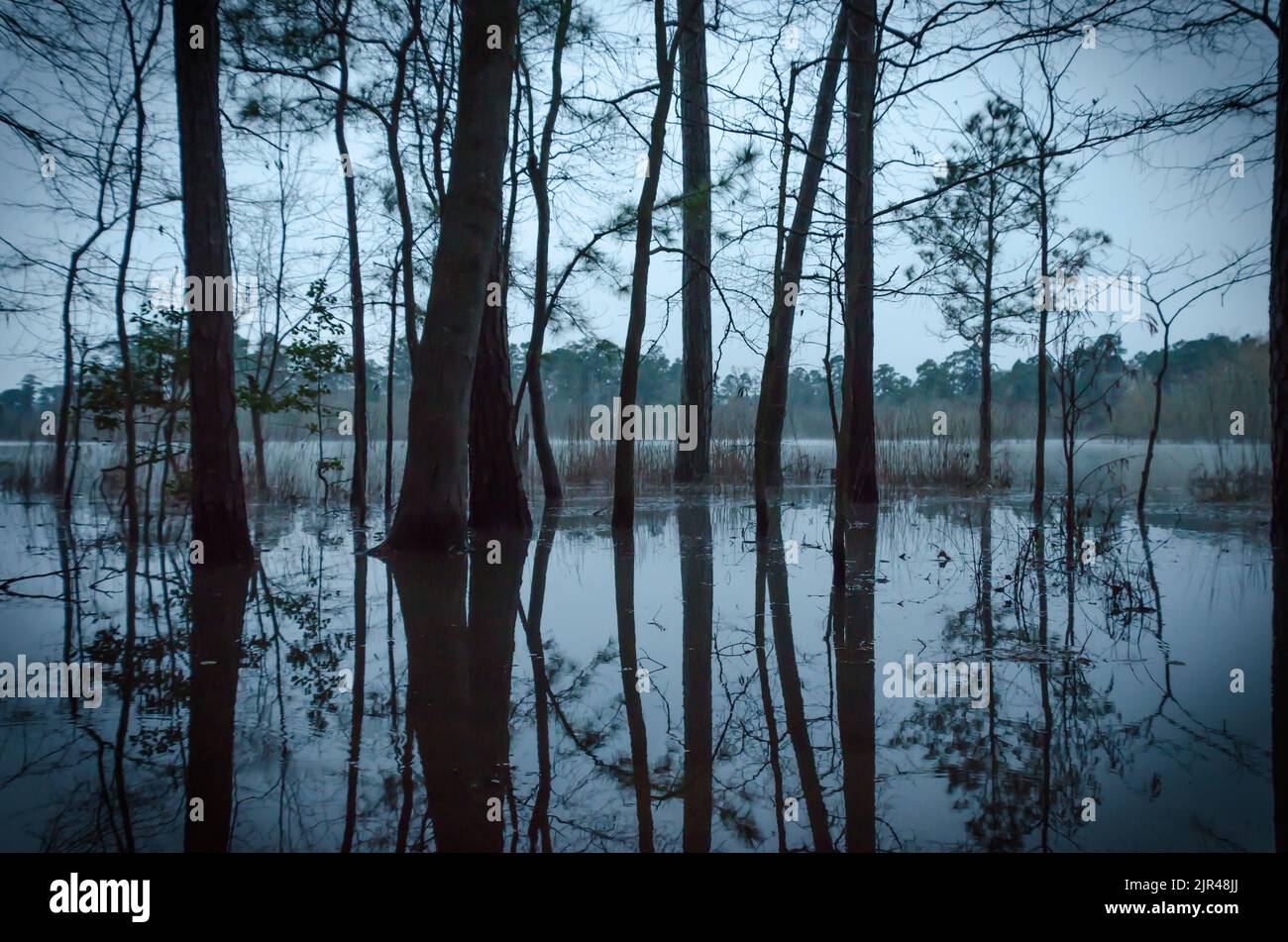 Heavy rains have submerged the trees that stand on the edge of the pond ...