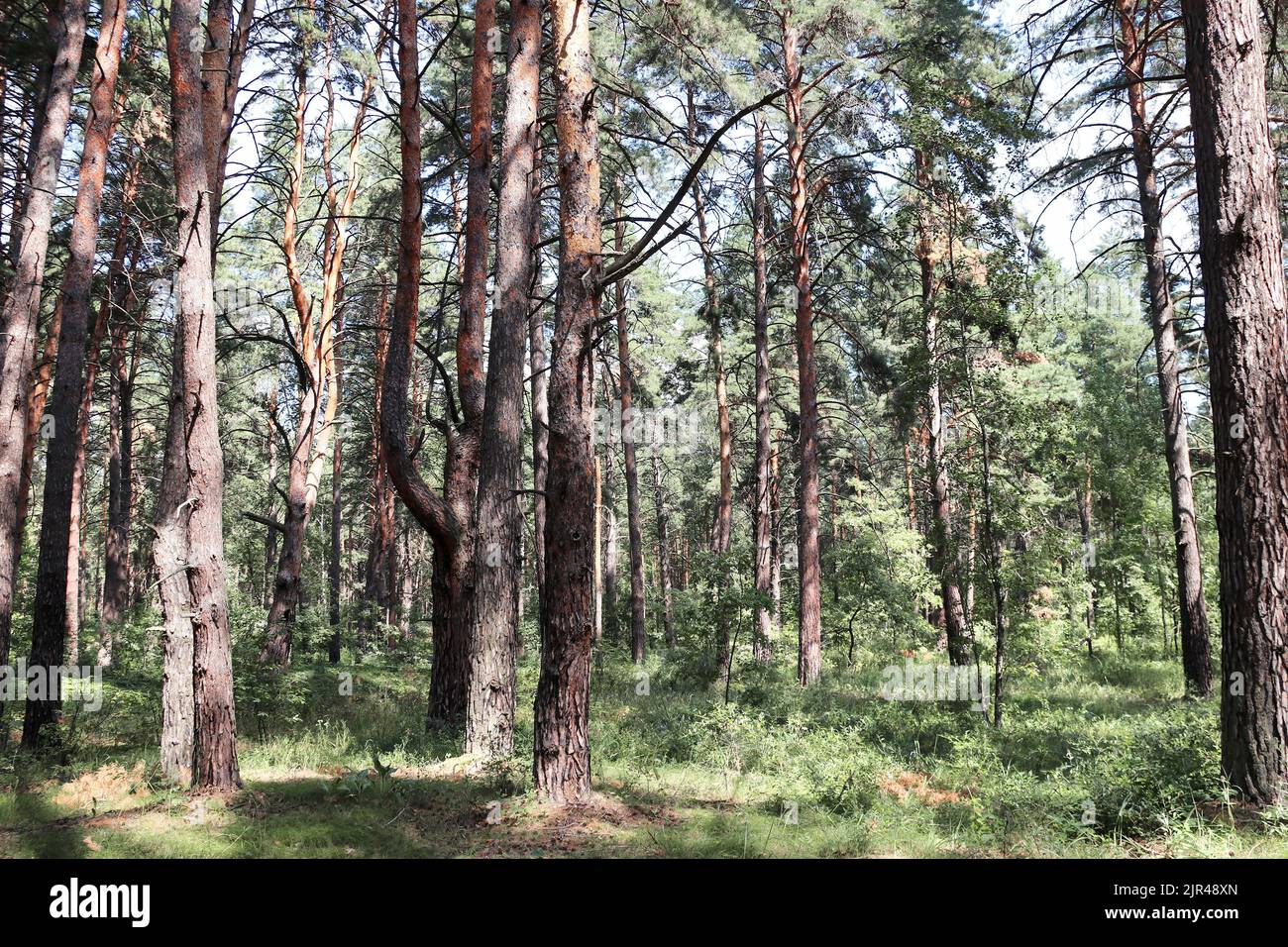 Beautiful landscape with pinewood forest. Tranquil summer scenery with ...