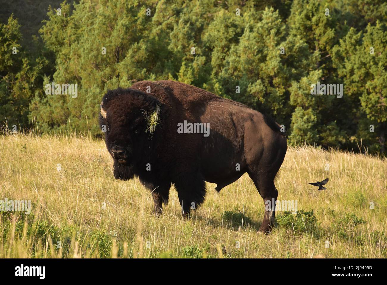 Large field with an American bison grazing on the prairie grasses Stock ...