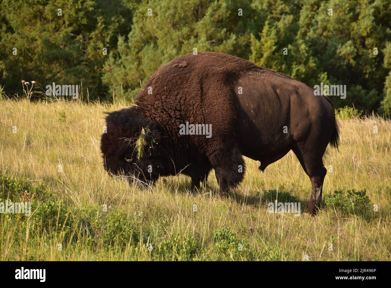Grazing bison in a field with long thick grass in South Dakota Stock ...