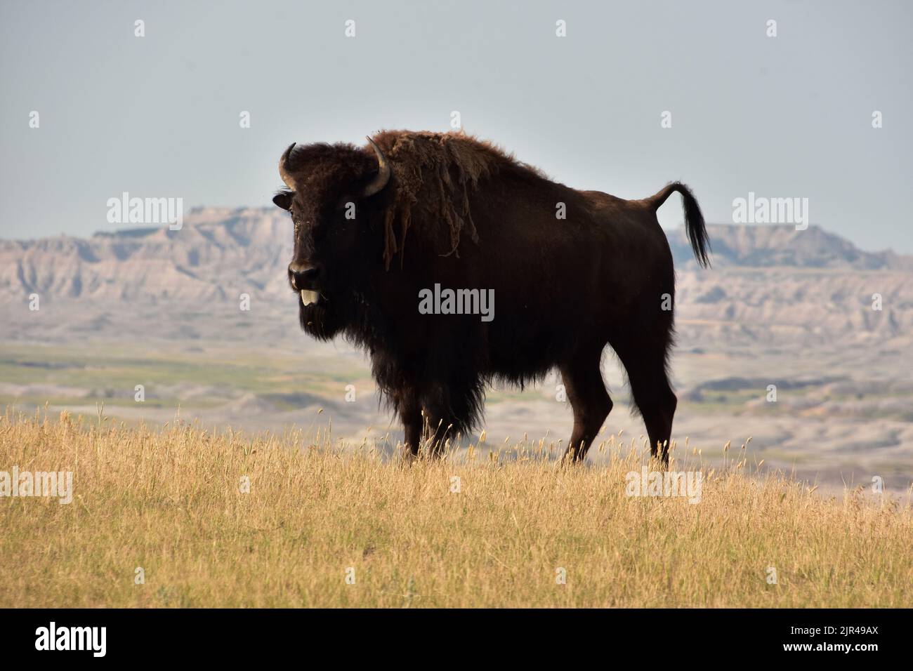 American buffalo on the rim of a canyon with his tongue out Stock Photo ...