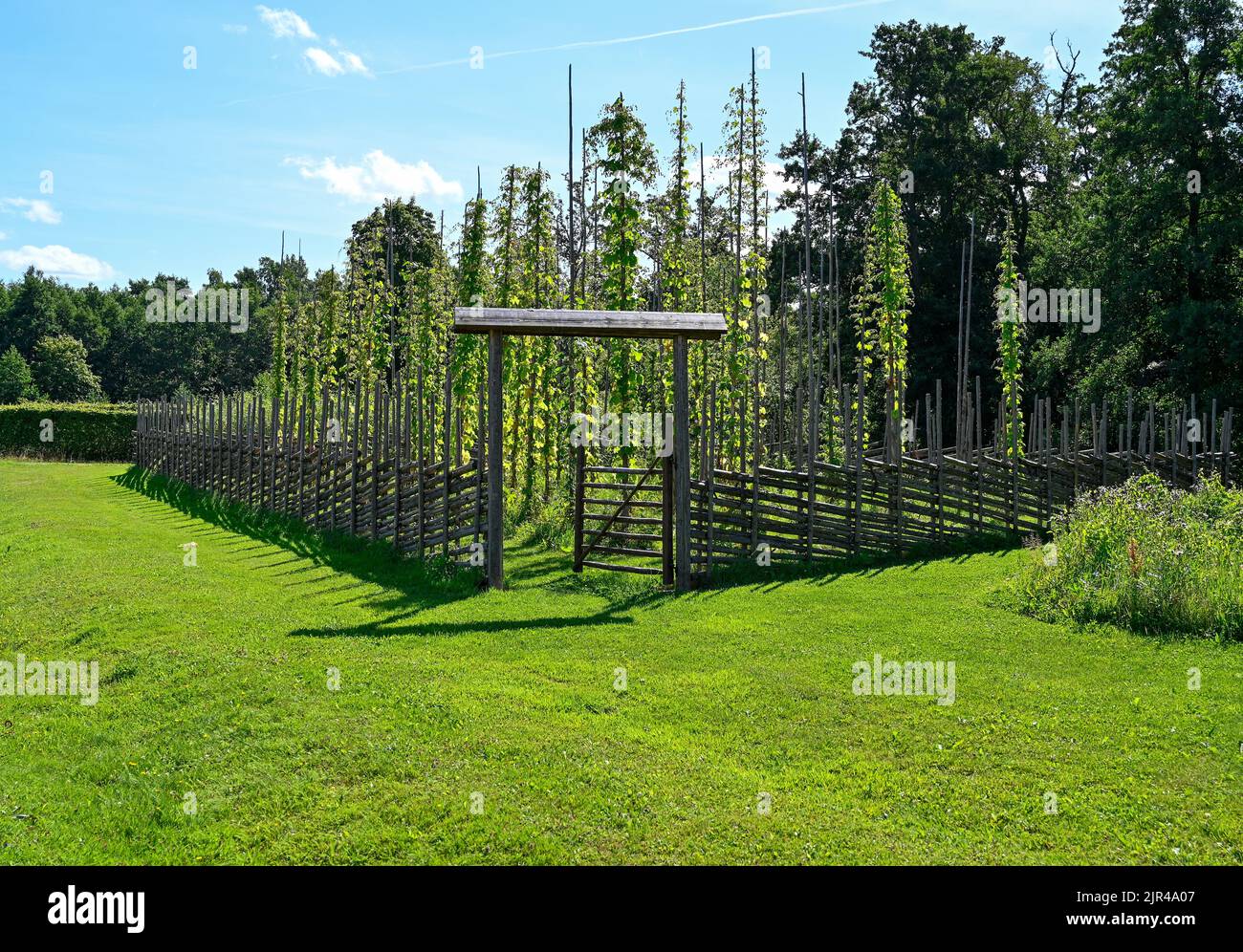 hop growning on cabers inside wooden fence Stock Photo - Alamy