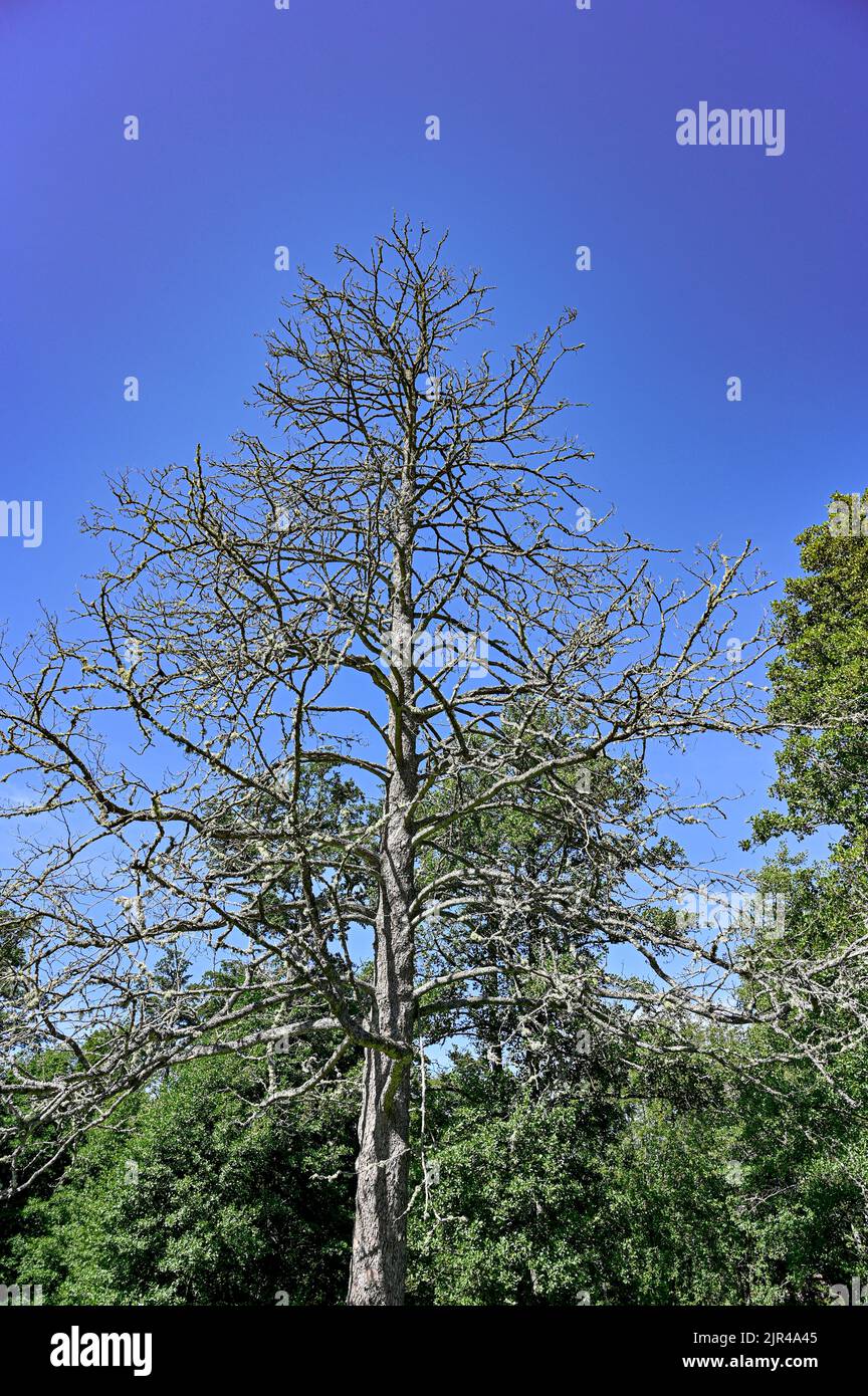 big dead tree standing high without any green Stock Photo - Alamy