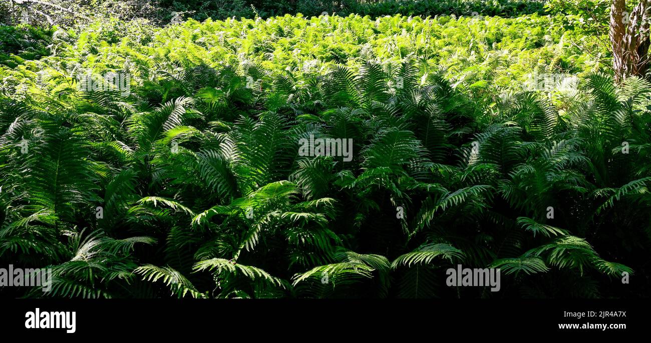 Swedish ferns hi-res stock photography and images - Alamy