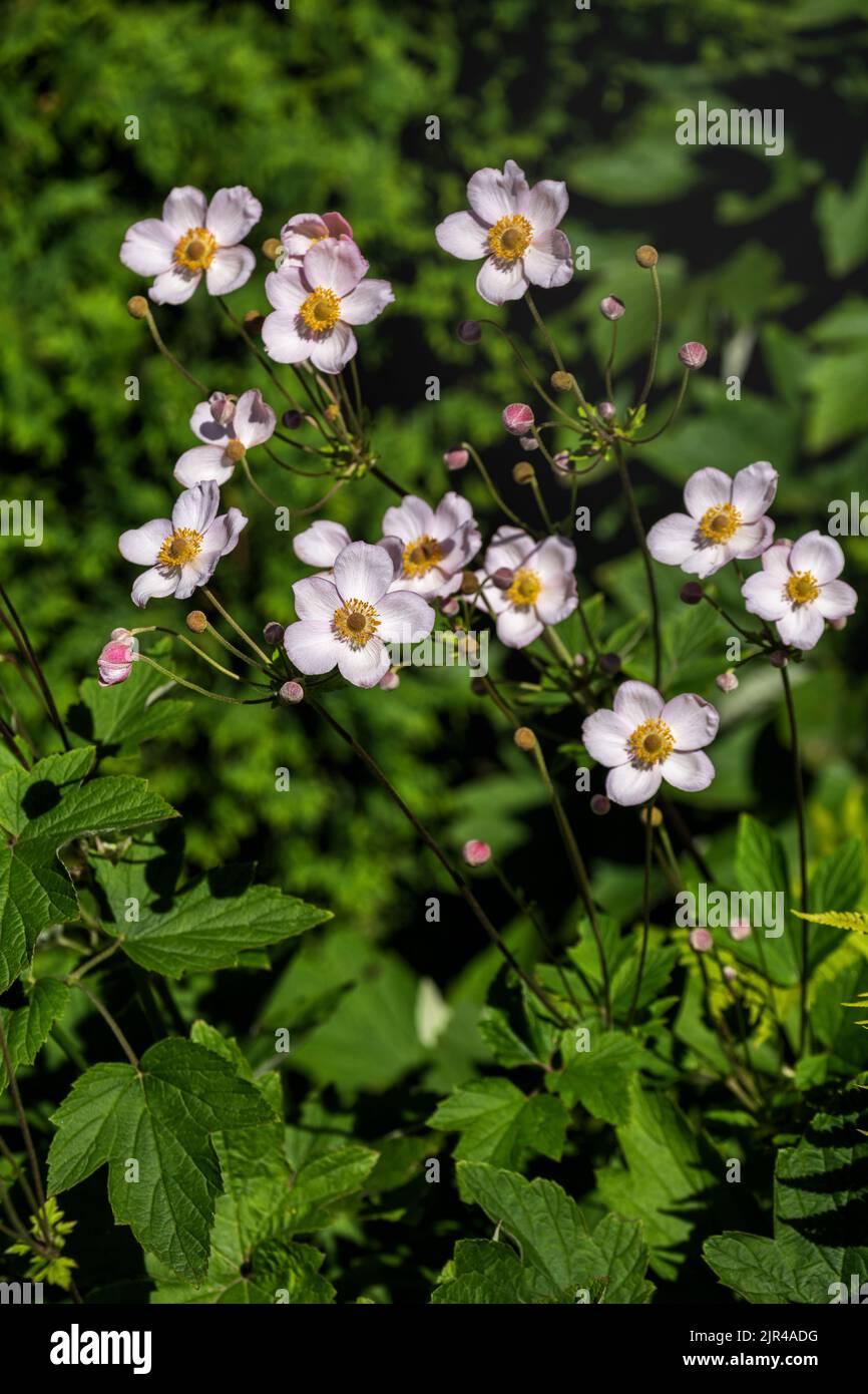 Beautiful ornamental plant Japanese anemone (Anemone hupehensis) with ...