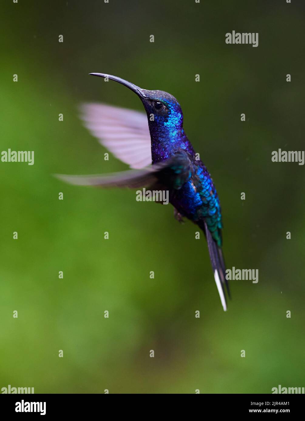 The vertical view of a blue-chested hummingbird flying with the green ...