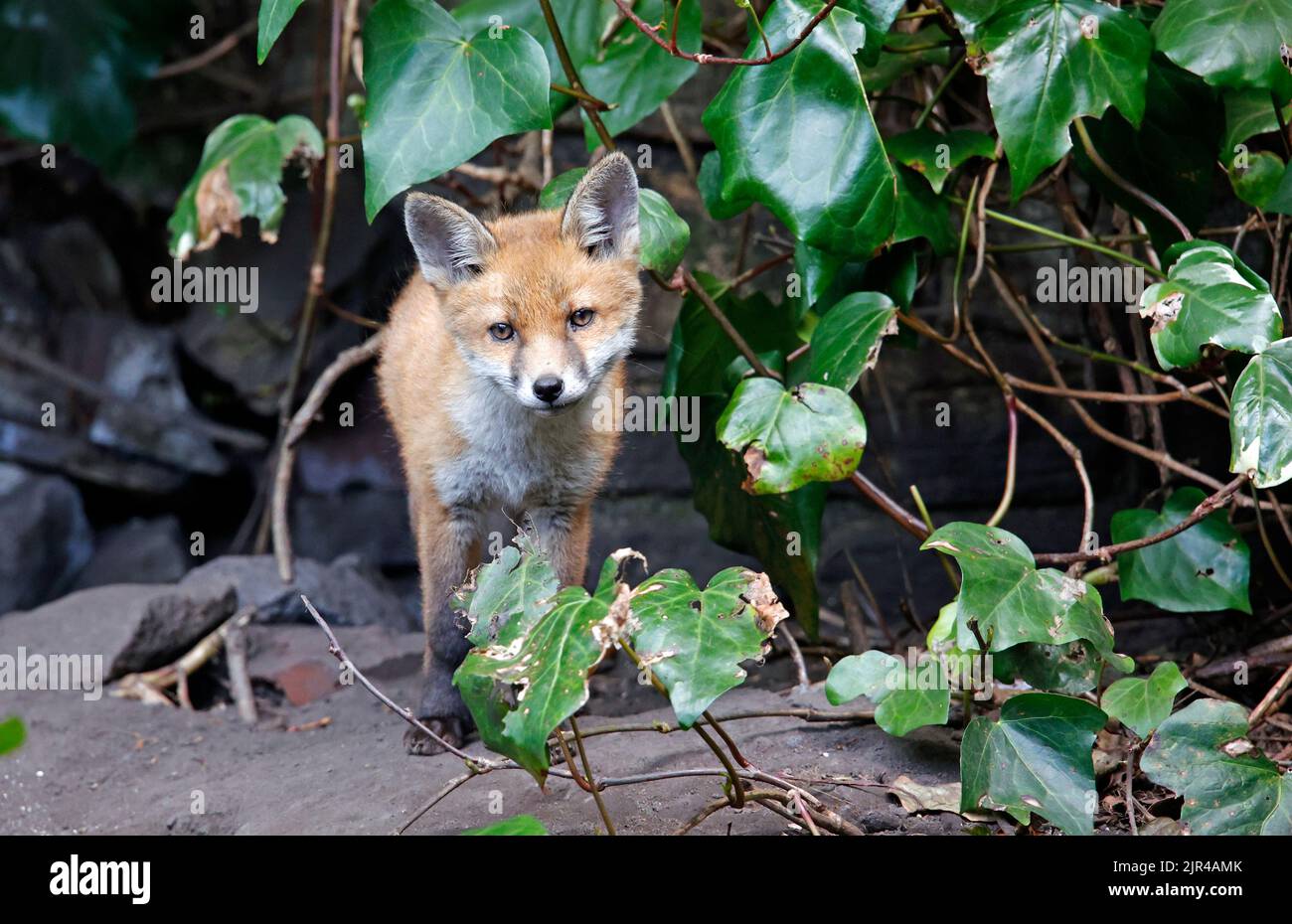 Fox cub emerging from the den at the bottom of the garden Stock Photo ...