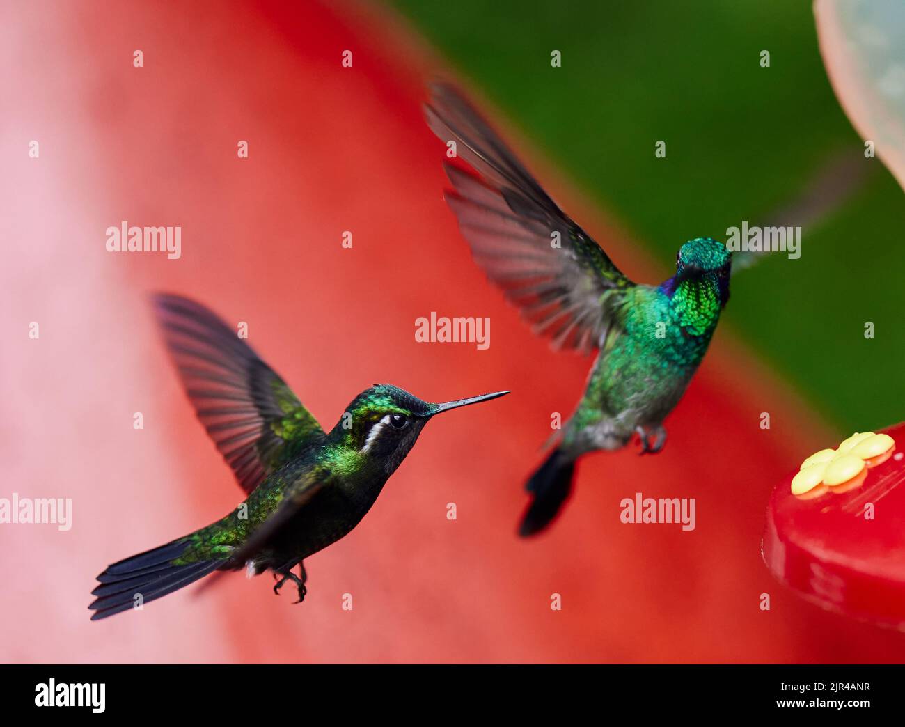 The two hummingbirds flying with the red background Stock Photo - Alamy