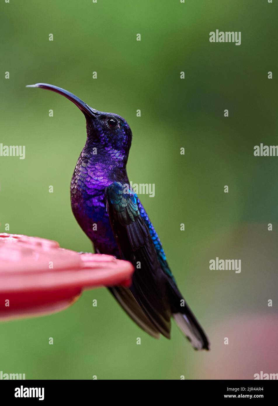 The vertical view of a blue-chested hummingbird perching on the red ...